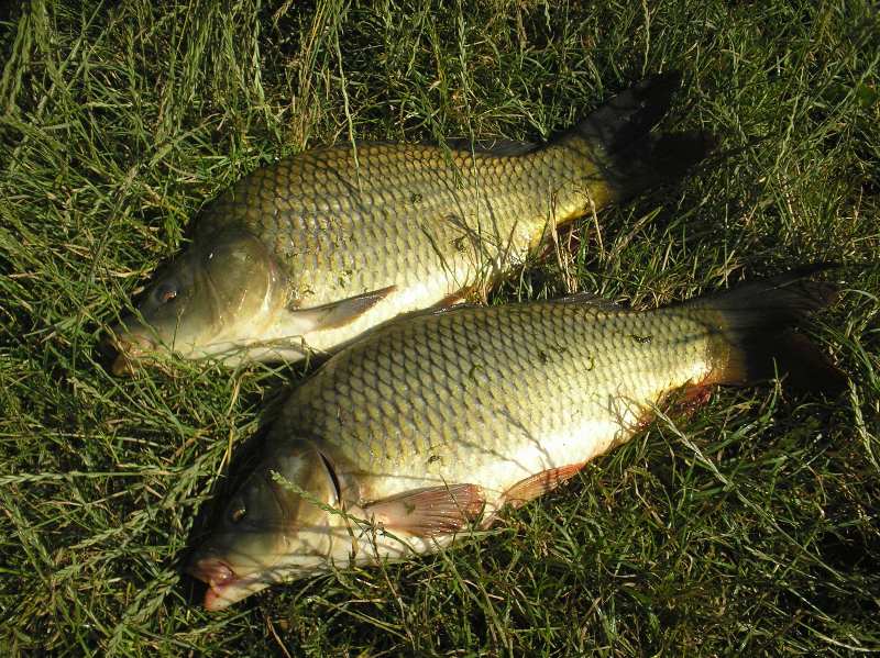 Kapr obecný :: Kapr obecný